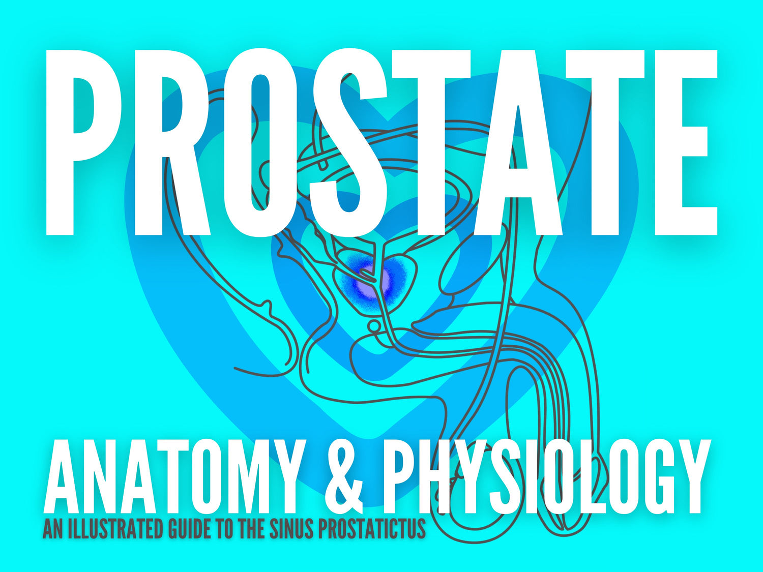 A Simple Illustrated Guide to Prostate Anatomy & Physiology – The ...